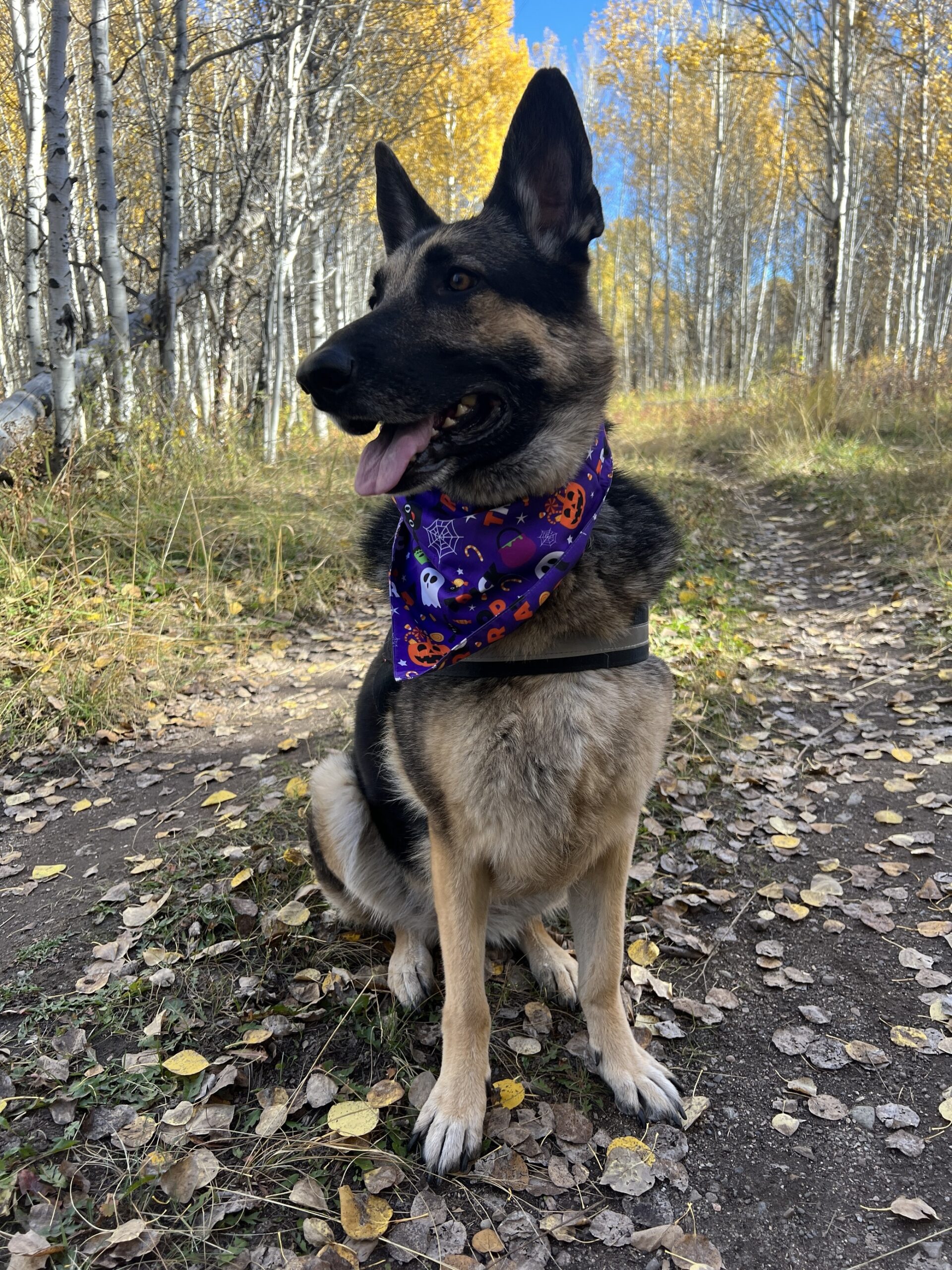Perry Dog Publishing – Books for Animal Lovers