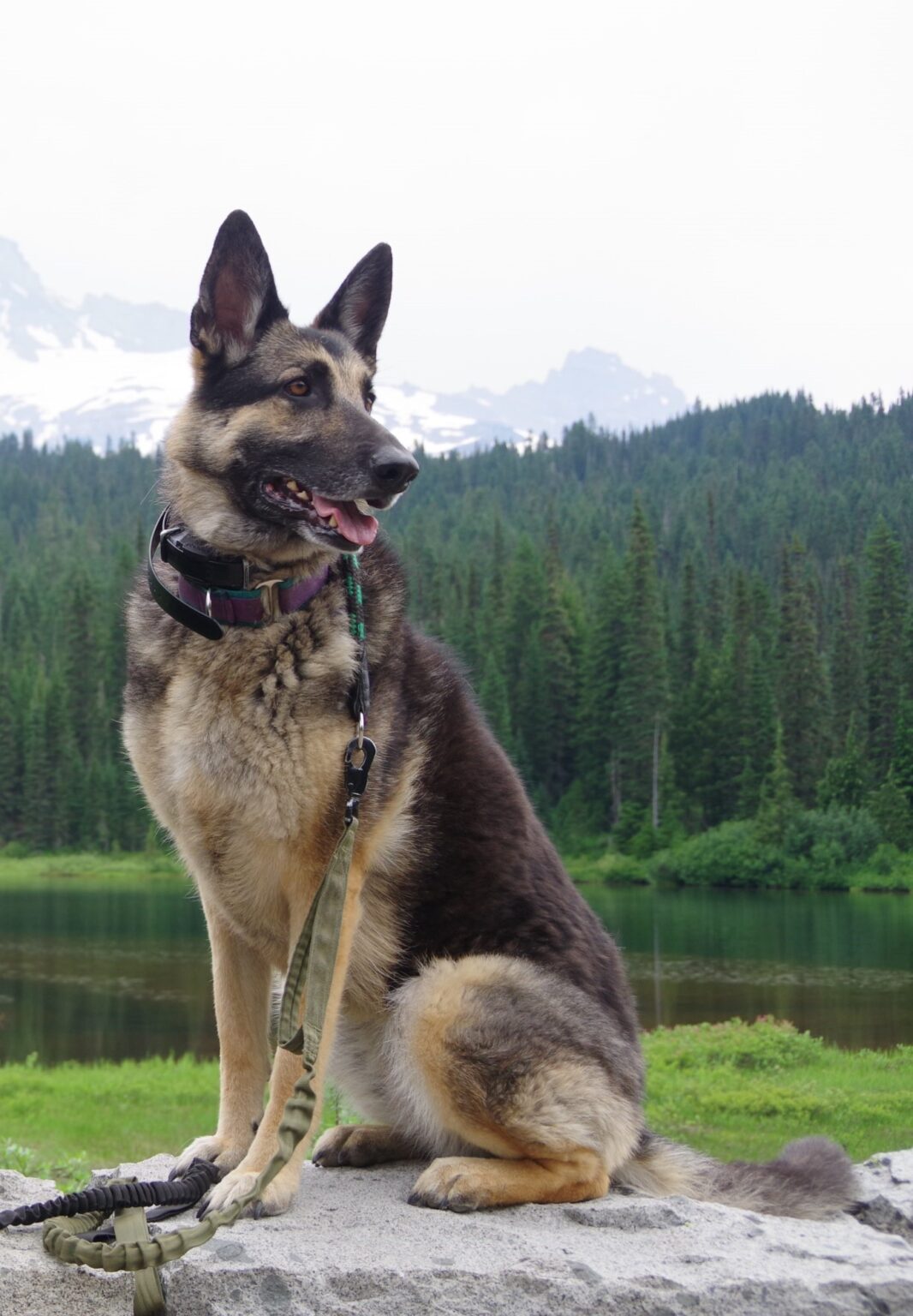 Perry Dog Publishing – Books for Animal Lovers